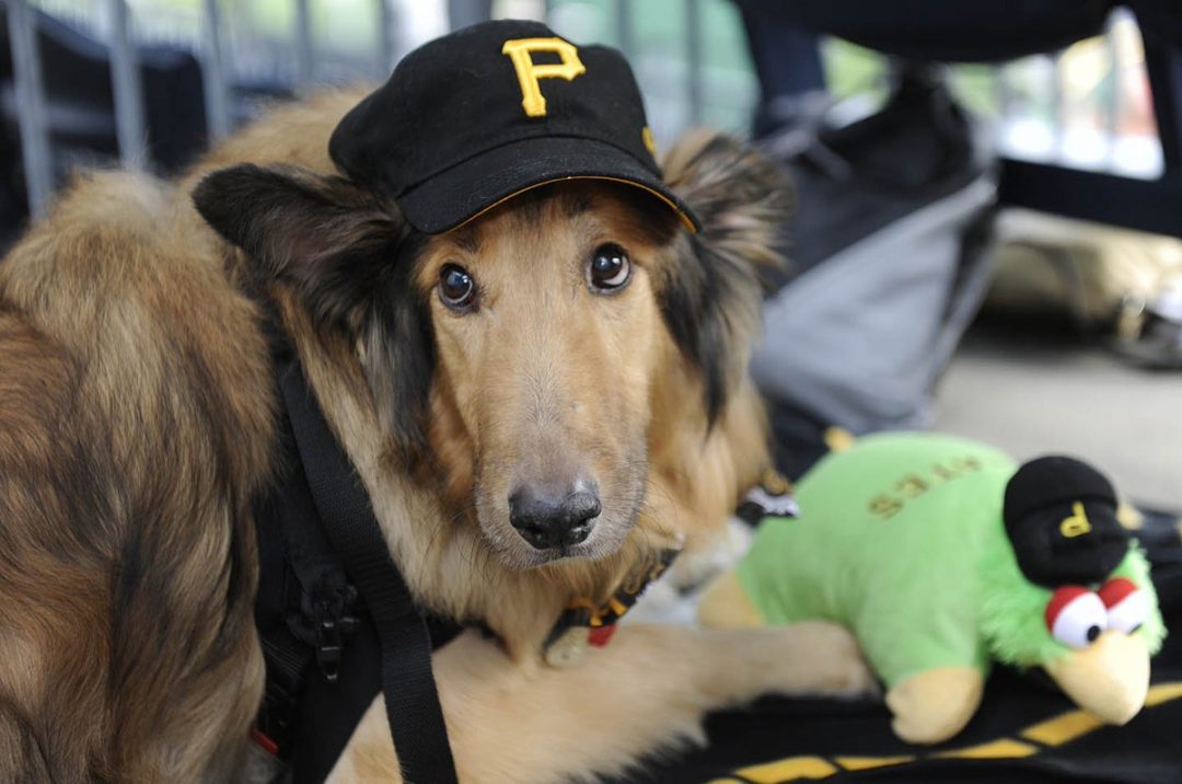 Places to Hang Out With Your Pet in Pittsburgh | Pittsburgh Beautiful