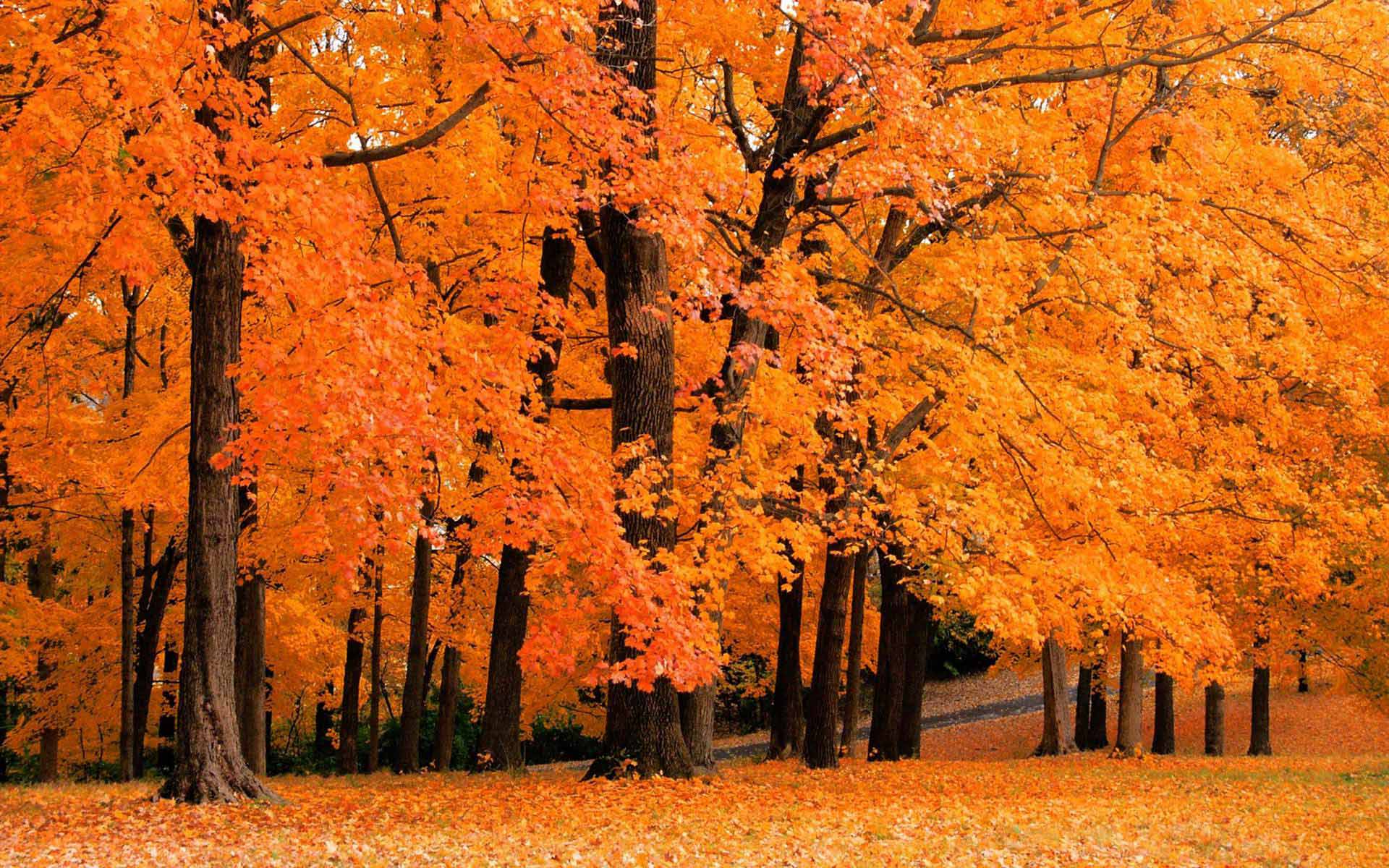 5 Places To Check Out Fall Foliage Around Pittsburgh Pittsburgh Beautiful 5-places-to-check-out-fall-foliage-around-pittsburgh-pittsburgh-beautiful