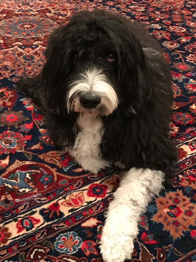Help Leo Get to Hollywood | Pittsburgh Beautiful