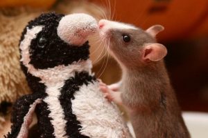 A Rat in Penguinville? | Pittsburgh Beautiful