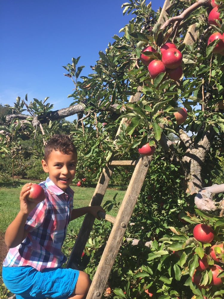 5 Pittsburgh Apple Orchards You Don't Want to Miss | Pittsburgh Beautiful