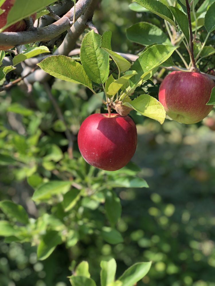 5 Pittsburgh Apple Orchards You Don't Want to Miss | Pittsburgh Beautiful