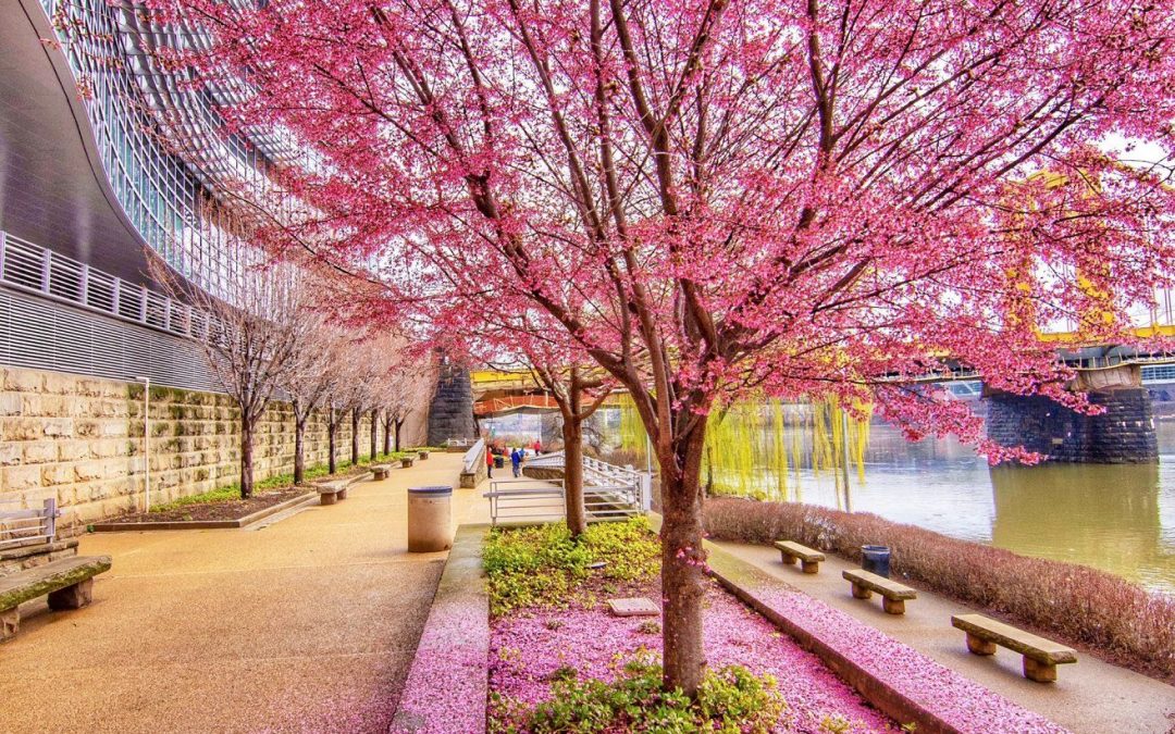 7 Great Pittsburgh Snacks | Pittsburgh Beautiful