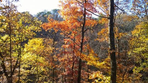 Frick Park in Pittsburgh | Pittsburgh Beautiful