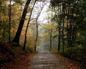 The Best Parks In and Around Pittsburgh | Pittsburgh Beautiful