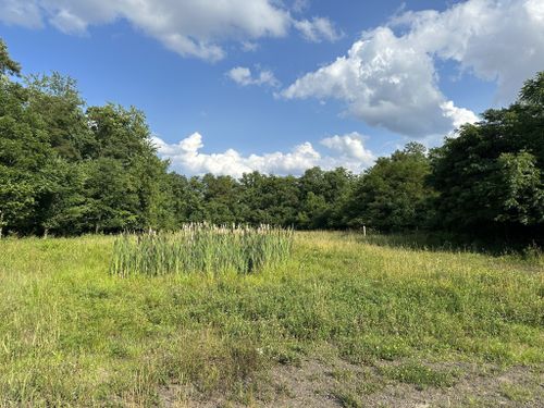 Girty's Woods | Pittsburgh Beautiful